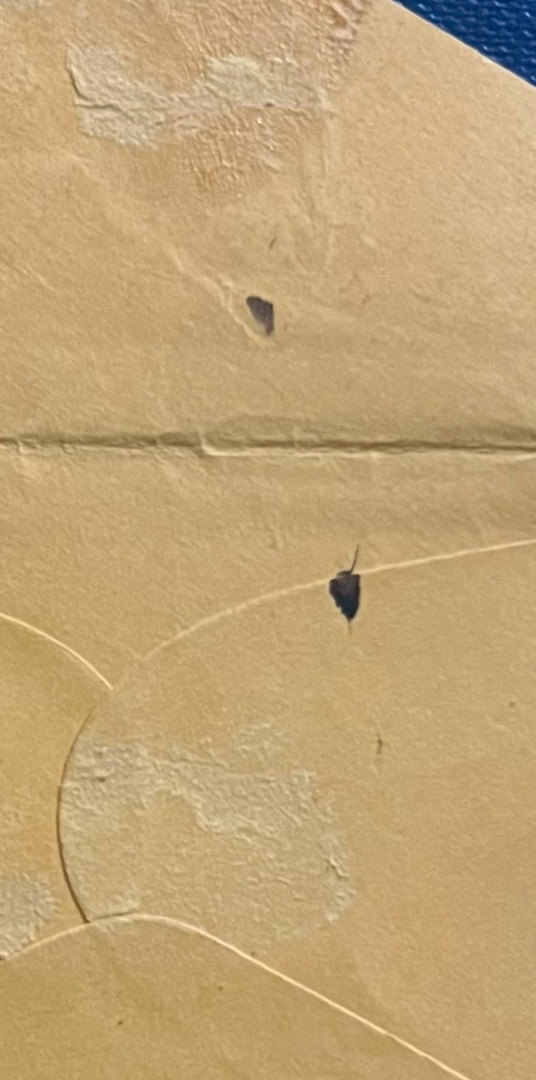 Rare Civil War era envelope from Concord to Boston! | The Stamp Forum (TSF)